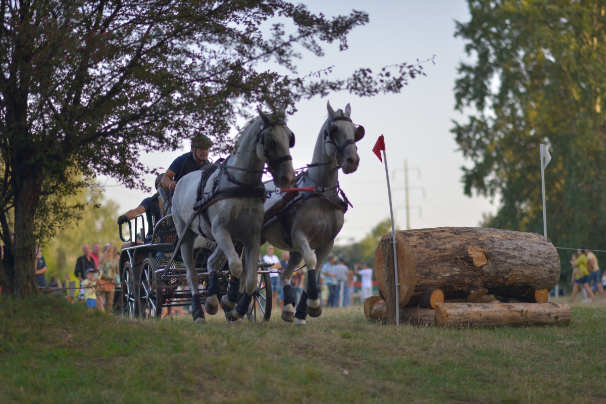 Karpatia Horse Show 2025, zece ani de spectacol ecvestru pe Domeniul ...