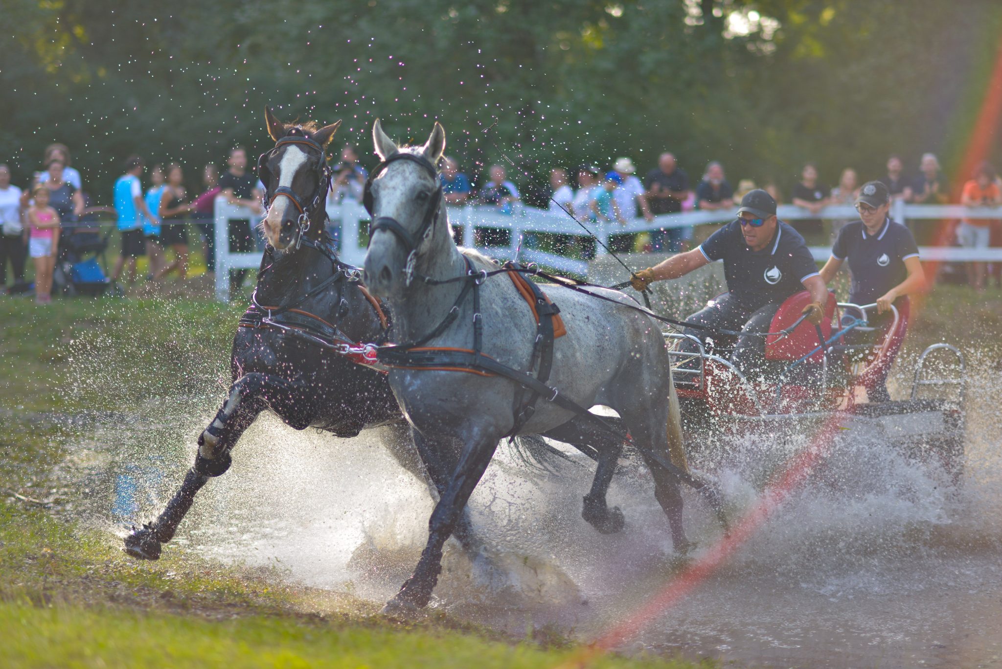 Karpatia Horse Show 2025, zece ani de spectacol ecvestru pe Domeniul ...